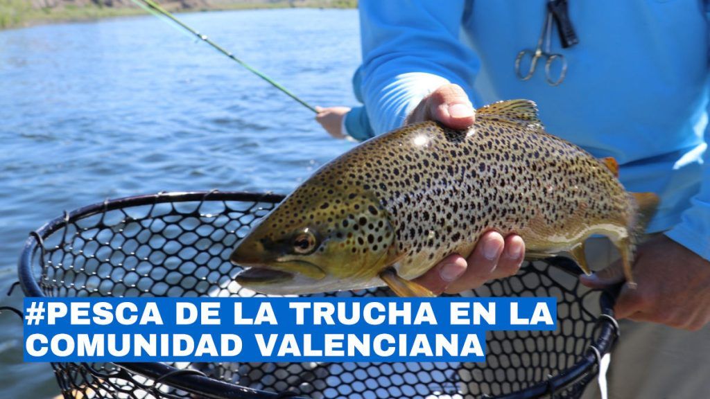 Pesca de la trucha en la Comunidad Valenciana: guía 2024